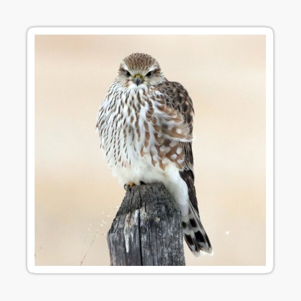 "Merlin" Sticker for Sale by alycetaylor | Redbubble