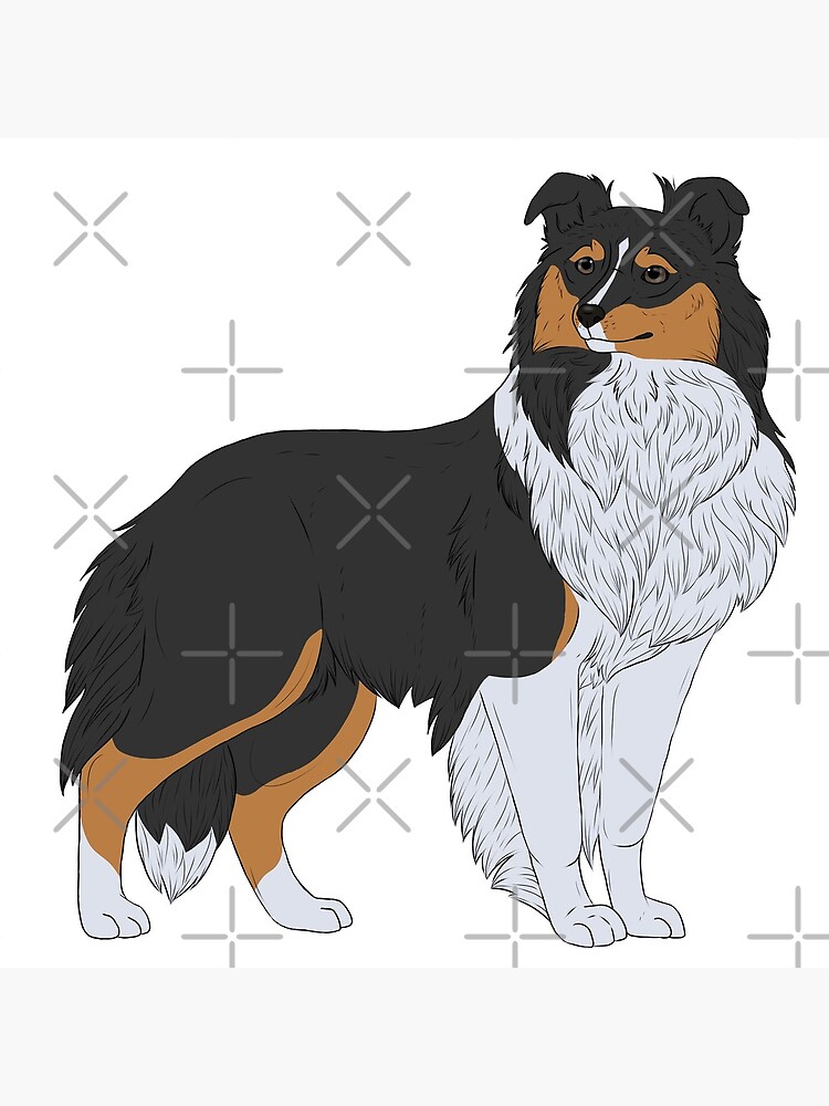 "Sheltie - Tri Colour" Poster by Cynthiaetal | Redbubble