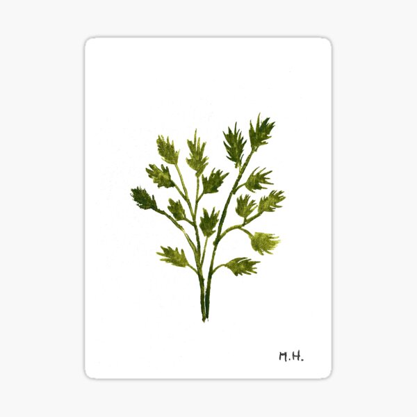 "Parsley herbs kitchen watercolor " Sticker for Sale by cameronka1 ...