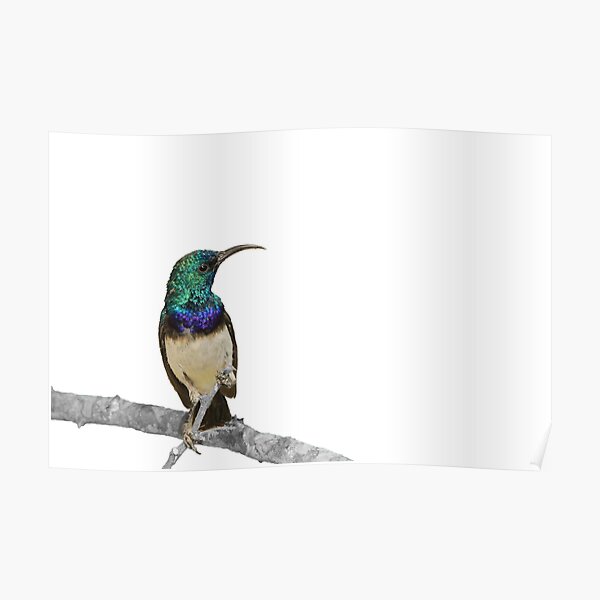 "Sunbird Beauty - Selective Coloring" Poster for Sale by LivingWild ...