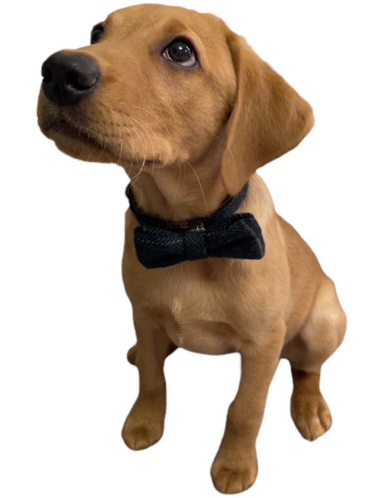 "Dexter the Fox Red Labrador - Cute bow tie " Poster for Sale by ...