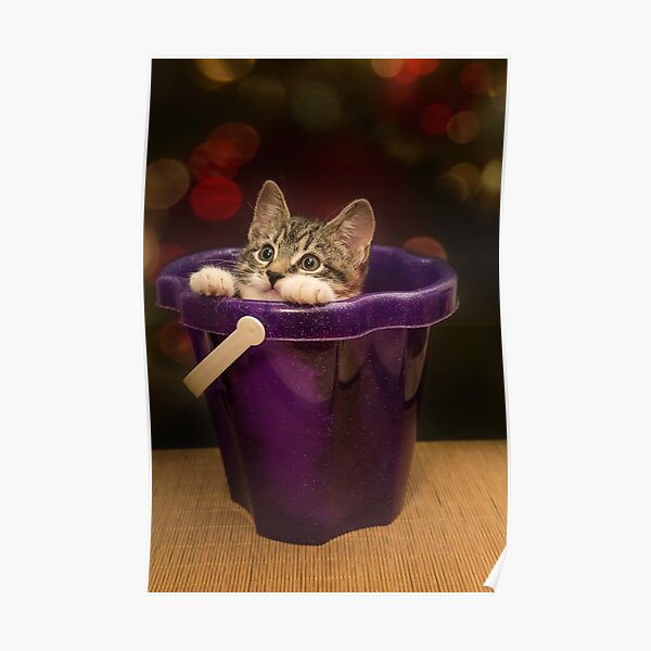 "The cat in the bucket" Poster by ImagesForFrames | Redbubble