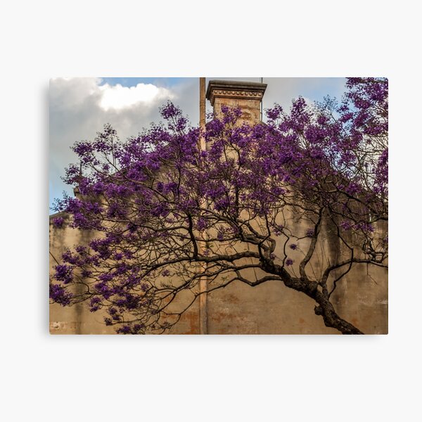 Jacaranda Trees Canvas Prints | Redbubble