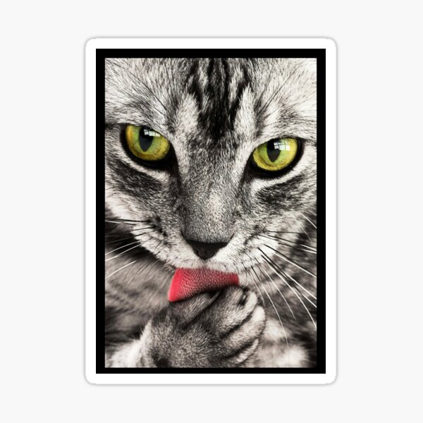"Tom the Cat" Sticker for Sale by Alibaba4u | Redbubble