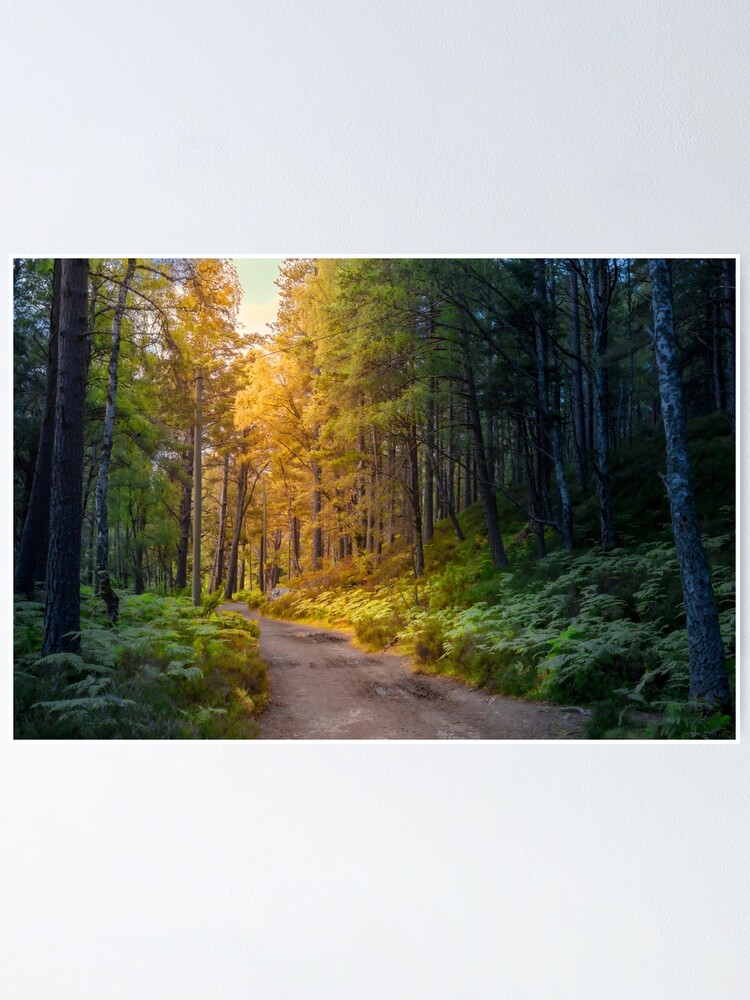 "Sunny Forest Path" Poster for Sale by Lanas | Redbubble