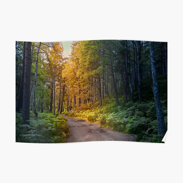 "Sunny Forest Path" Poster for Sale by Lanas | Redbubble