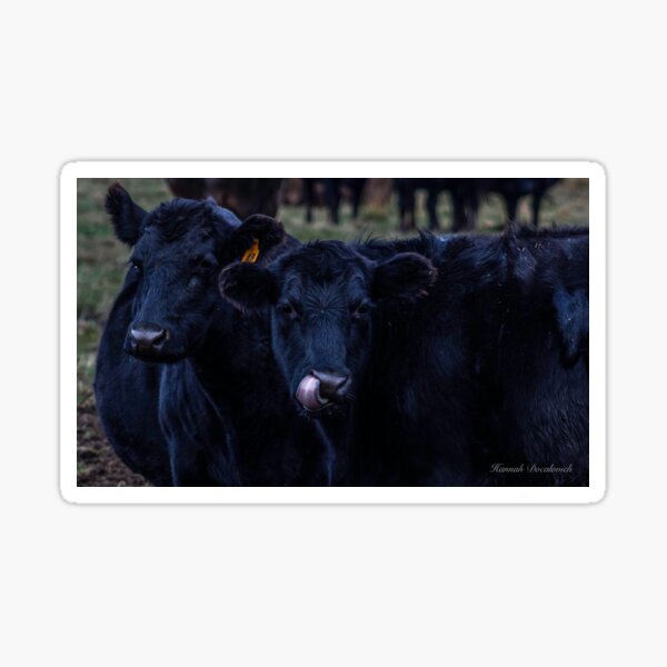 "Two Angus Cows" Sticker for Sale by HannahDocPhoto | Redbubble