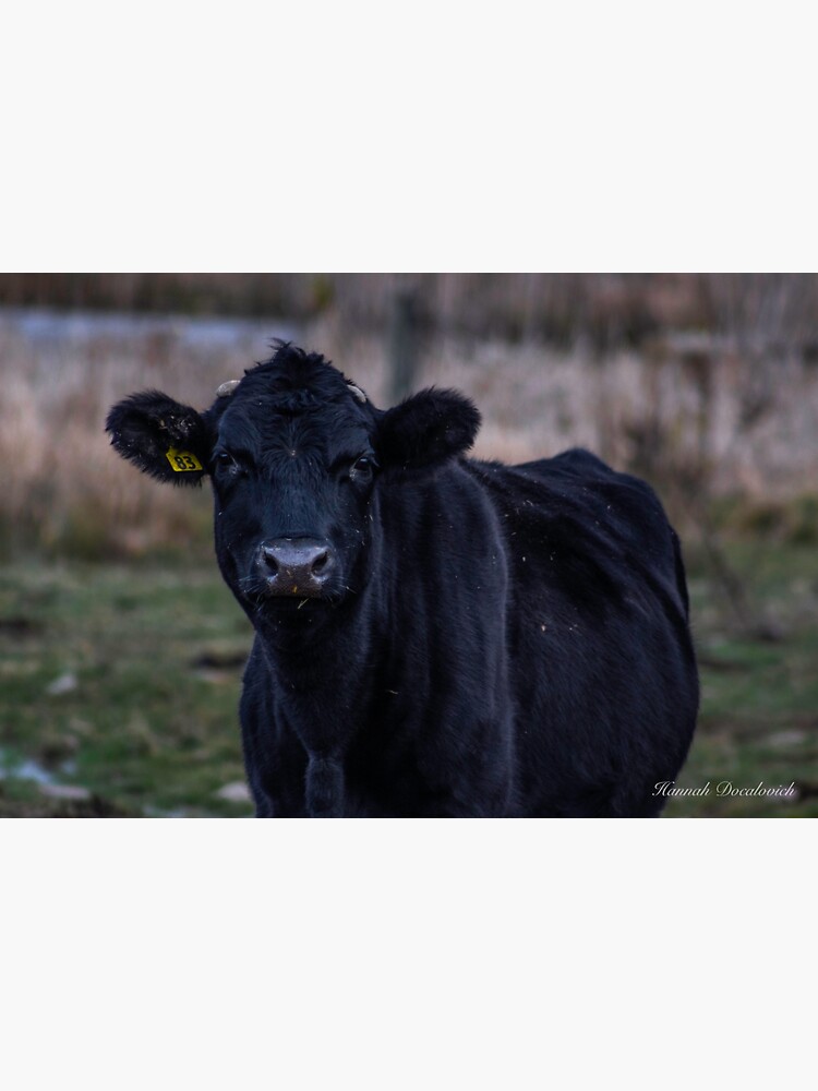 "Single Angus" Sticker by HannahDocPhoto | Redbubble