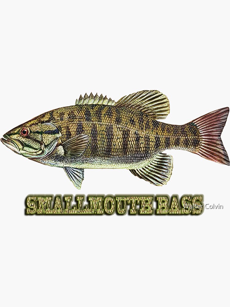"Smallmouth Bass" Sticker for Sale by Skyviper | Redbubble
