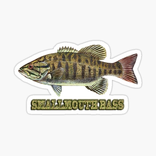 "Smallmouth Bass" Sticker for Sale by Skyviper | Redbubble