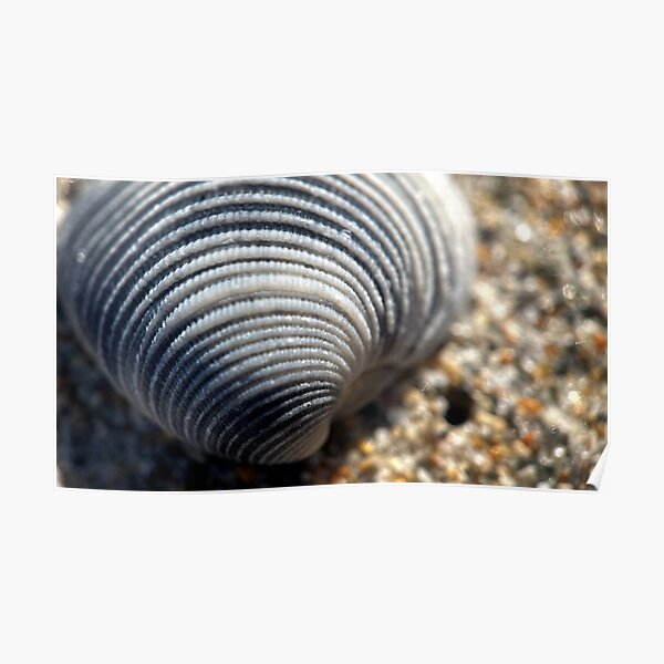 "Sea She’ll By The Sea Shore" Poster for Sale by Beardeaux | Redbubble