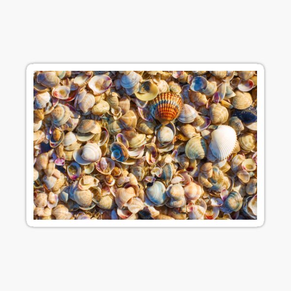 "Shells" Sticker for Sale by vuelo | Redbubble