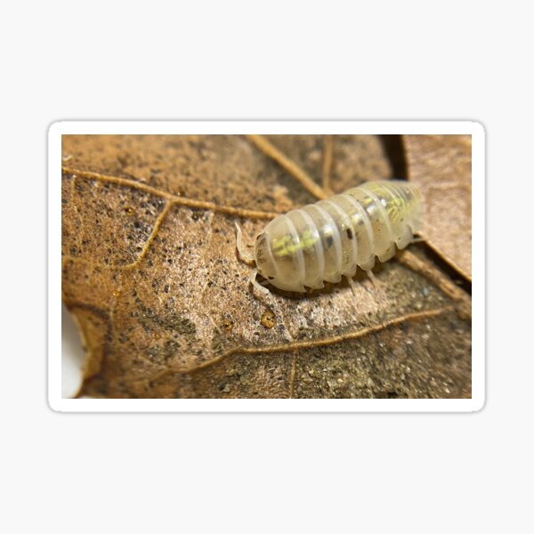 Miniature Toys Toys & Games BROWN Color 9cm Plastic Pill Bug Roly Poly ...