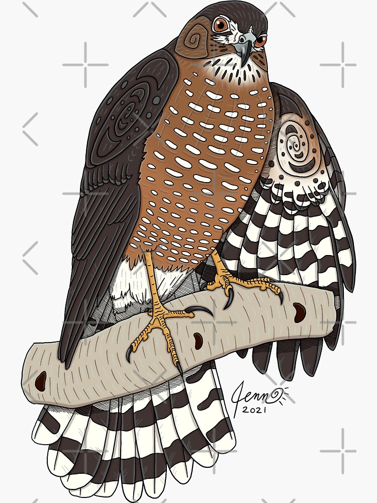 "Sharp-Shinned Hawk" Sticker by Corvus-latrans | Redbubble
