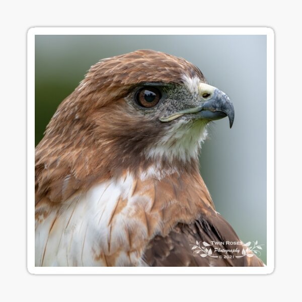 "With Intent - Red-Tailed Hawk" Sticker for Sale by twinroses | Redbubble
