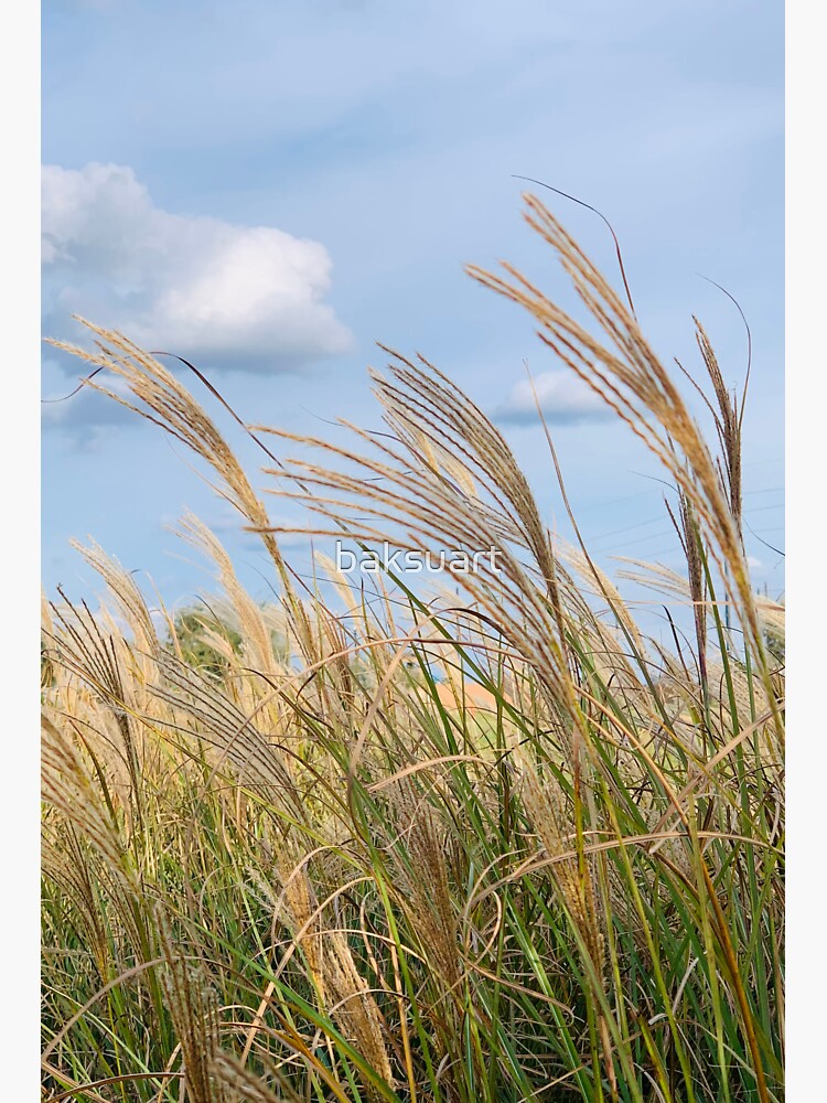 "Reed " Sticker for Sale by baksuart | Redbubble