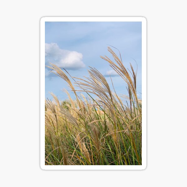 "Reed " Sticker for Sale by baksuart | Redbubble