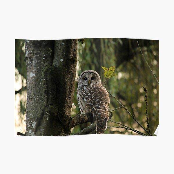 "Barred owl" Poster for Sale by creativeAngles | Redbubble