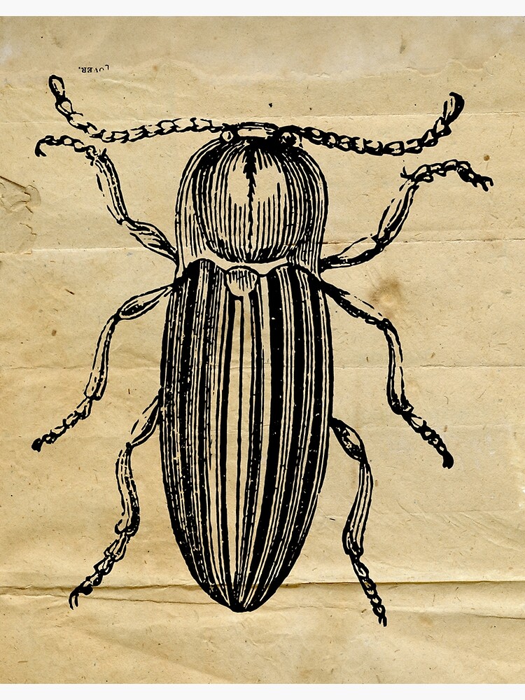 Poster « insecte coléoptère illustration vintage noir et blanc | Forêt ...