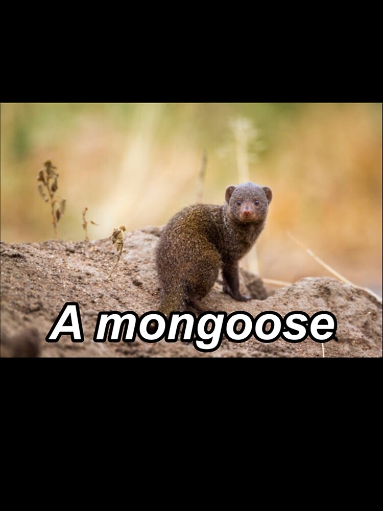 "A Mongoose (Amogus) " Poster for Sale by SugarShapes | Redbubble