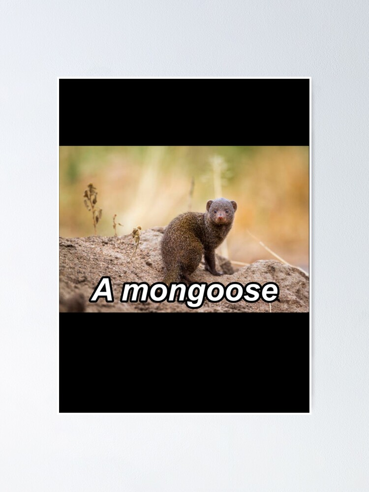 "A Mongoose (Amogus) " Poster for Sale by SugarShapes | Redbubble