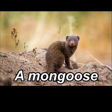 "A Mongoose (Amogus) " Poster for Sale by SugarShapes | Redbubble