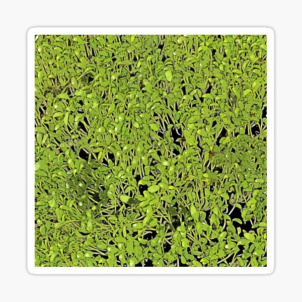 "Vegan style Watercress color art" Sticker by artdragongift | Redbubble