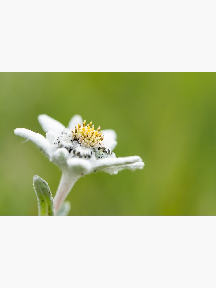 "Edelweiss flower" Poster for Sale by coboflupi | Redbubble