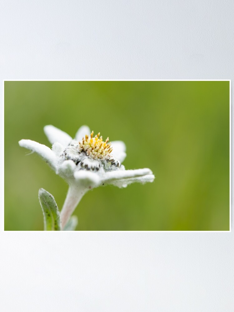 "Edelweiss flower" Poster for Sale by coboflupi | Redbubble