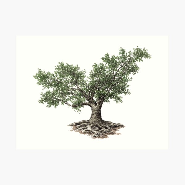 "May birthday fig tree" Art Print for Sale by birthflower | Redbubble
