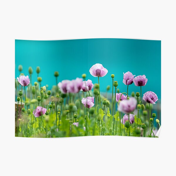 "a colorful flowering poppy field" Poster for Sale by coboflupi | Redbubble