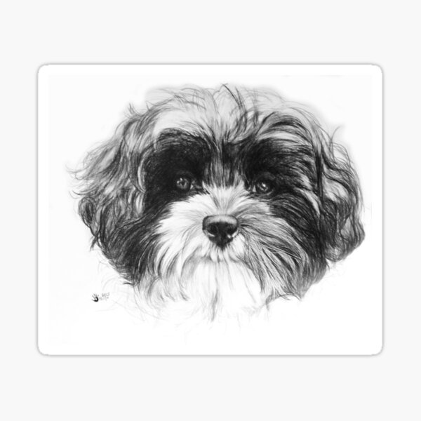 "ZuChon in Graphite" Sticker for Sale by BarbBarcikKeith | Redbubble