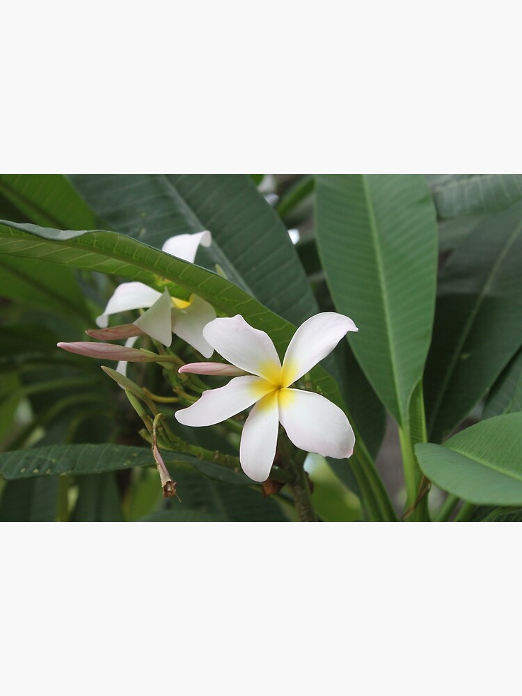 "Frangipani - Plumeria Rubra" Poster for Sale by TrinityBound | Redbubble