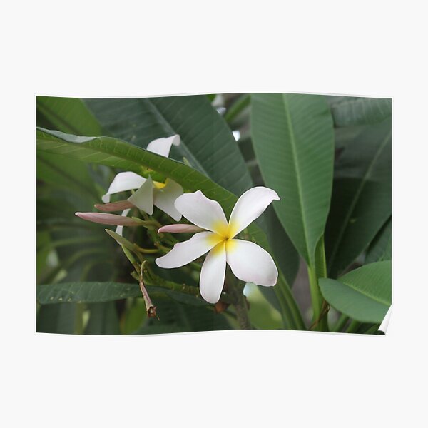 "Frangipani - Plumeria Rubra" Poster for Sale by TrinityBound | Redbubble