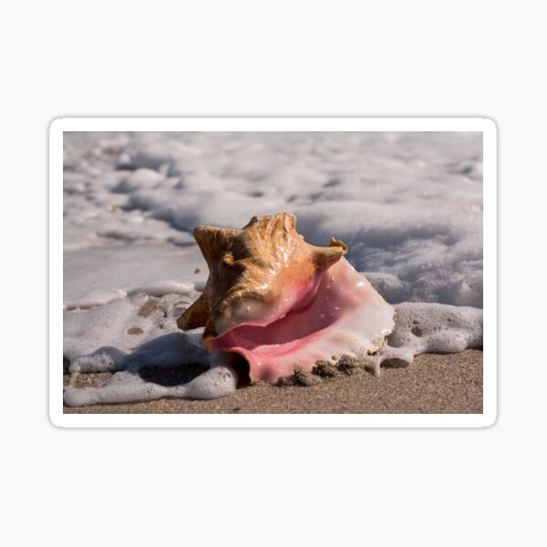 "Pink Conch Shell" Sticker for Sale by ZinaStromberg | Redbubble