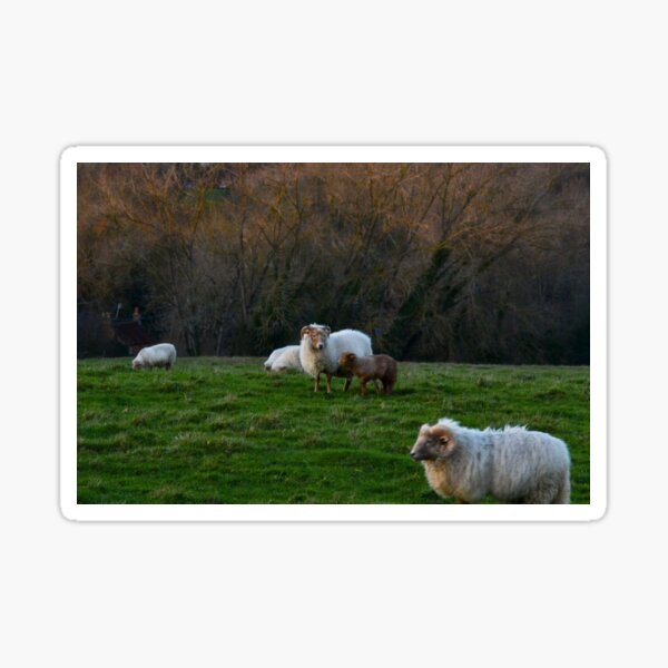 "sheep!" Sticker for Sale by callumreadread | Redbubble
