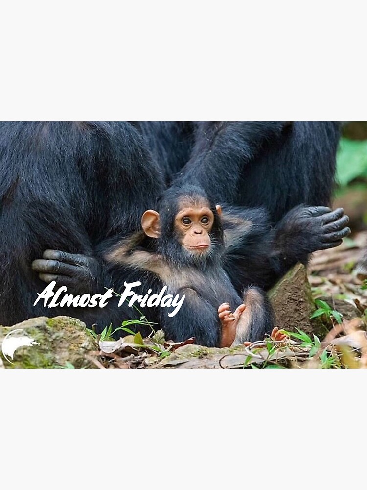"Almost Friday Vibing Monkey" Sticker for Sale by JoeyGsShop | Redbubble