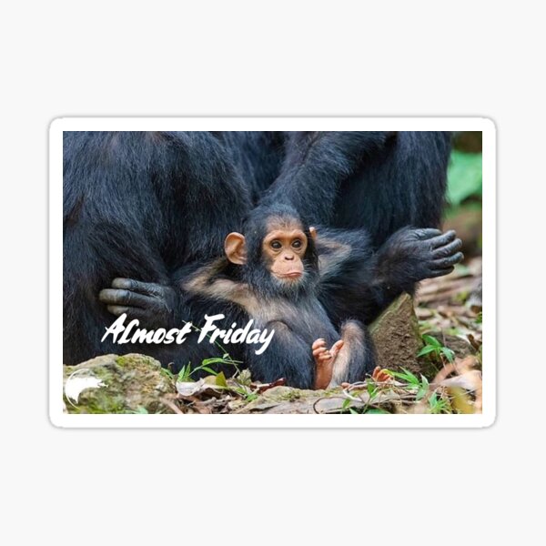 "Almost Friday Vibing Monkey" Sticker for Sale by JoeyGsShop | Redbubble