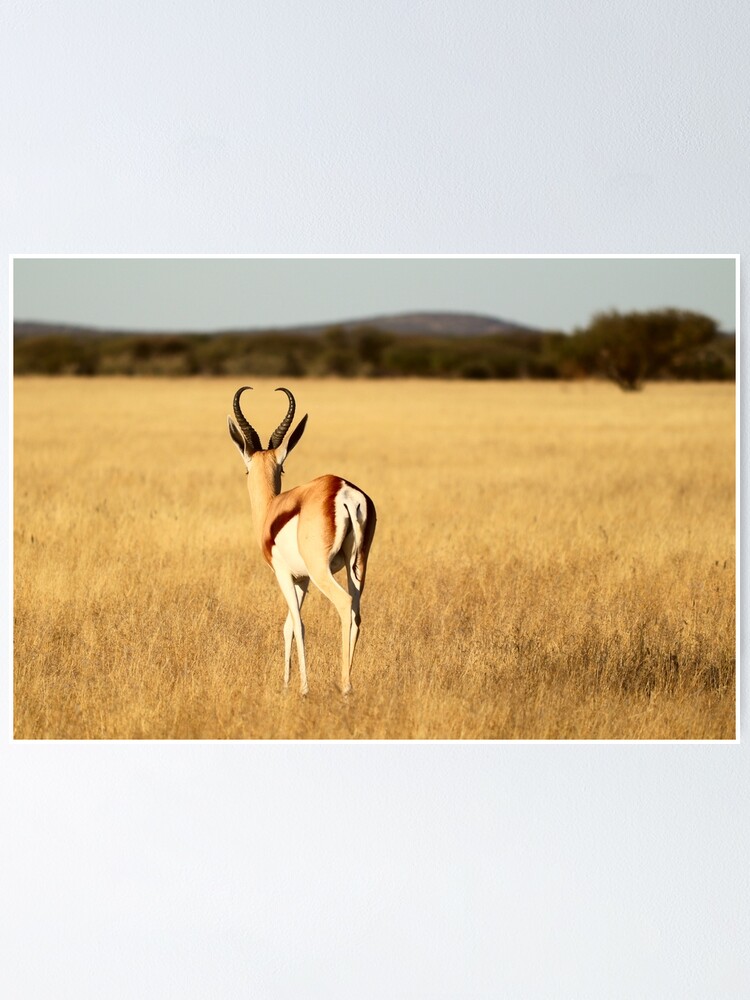 "Springbok" Poster by Leni-W | Redbubble