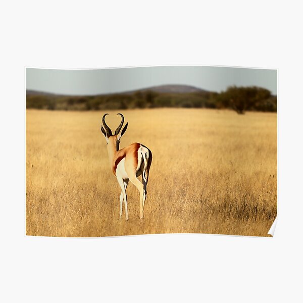 "Springbok" Poster by Leni-W | Redbubble