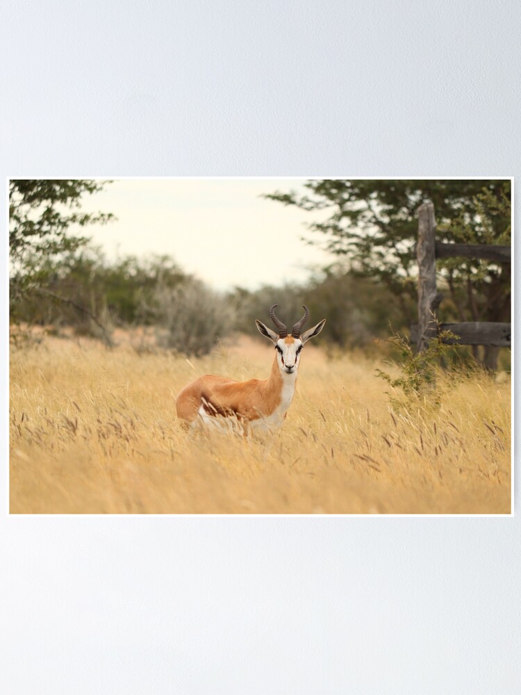 "Springbok" Poster for Sale by Leni-W | Redbubble