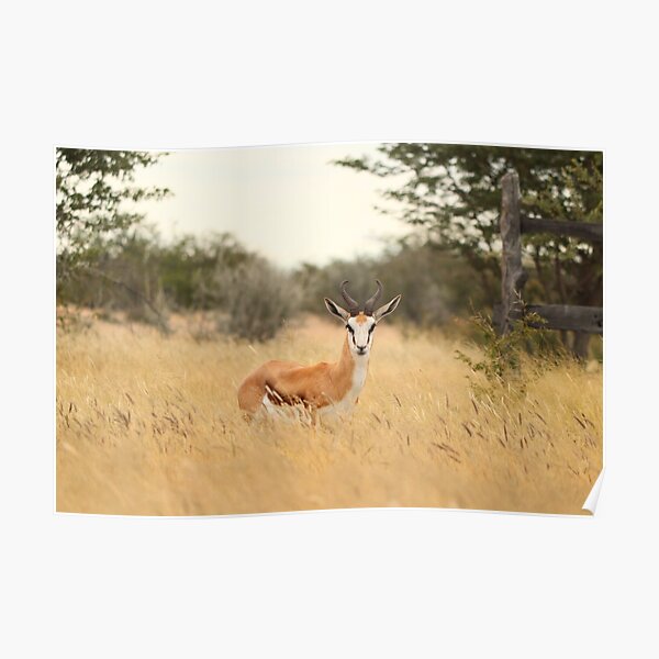 "Springbok" Poster for Sale by Leni-W | Redbubble