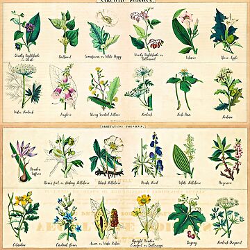 "Poisonous Plants Chart - 1843" Poster for Sale by RPGHaven | Redbubble