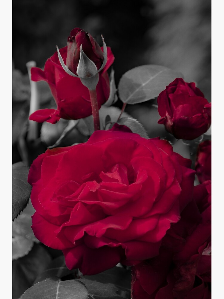 "Roses red split tone - black and white" Poster by Arlessa | Redbubble