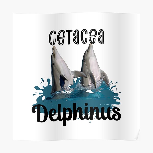 "Cetacea Delphinus" Poster for Sale by DorisNgoma | Redbubble