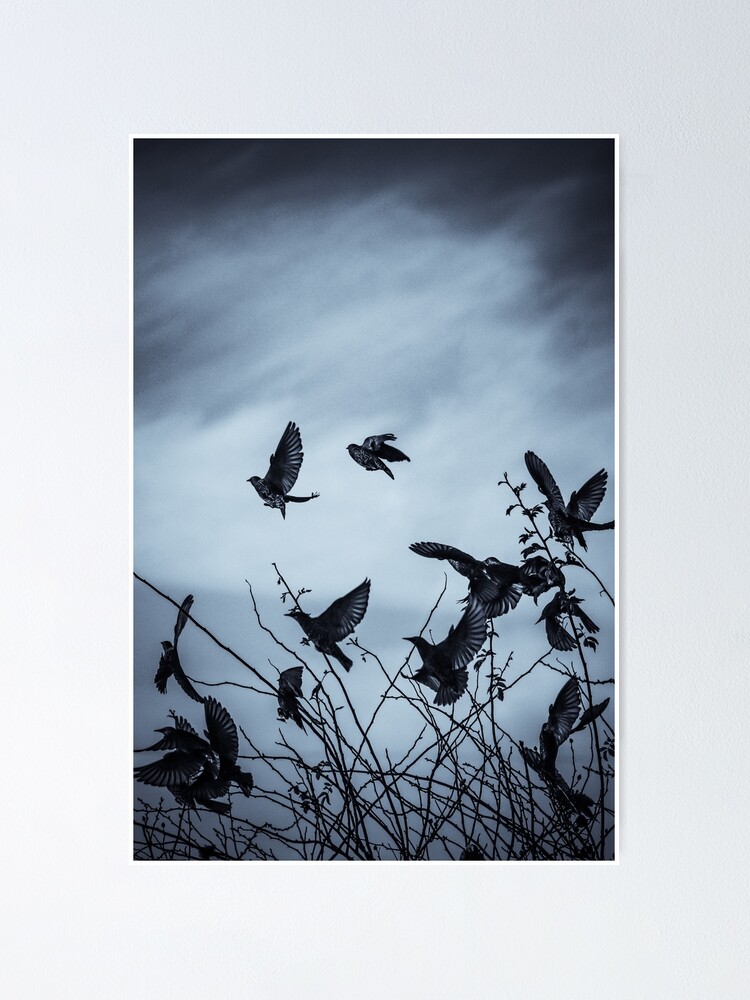 "Birds Flying " Poster for Sale by Photosbybrooke | Redbubble
