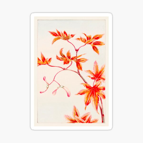 "Branch of Momiji maple tree with leaves and seeds" Sticker for Sale by ...