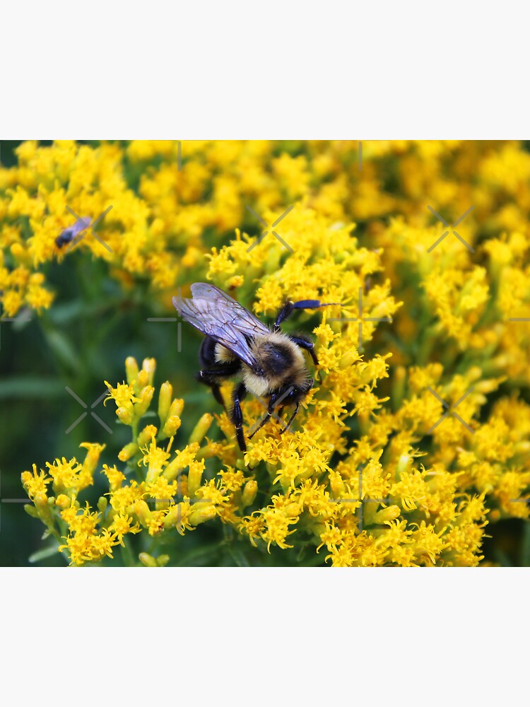 "Bumbling Along" Sticker by Lens2Canvas | Redbubble