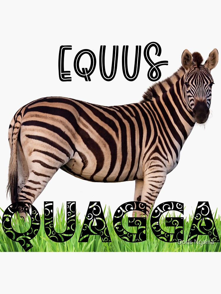"Equus Quagga" Sticker for Sale by DorisNgoma | Redbubble