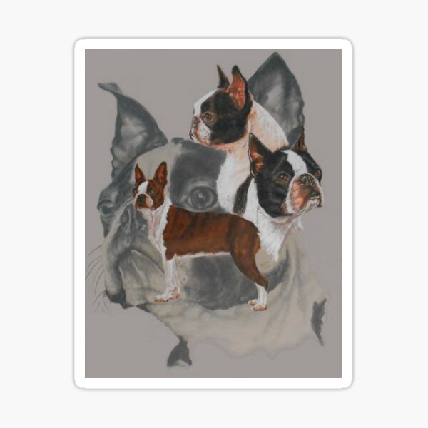 "Boston Terrier Revamp" Sticker for Sale by BarbBarcikKeith | Redbubble